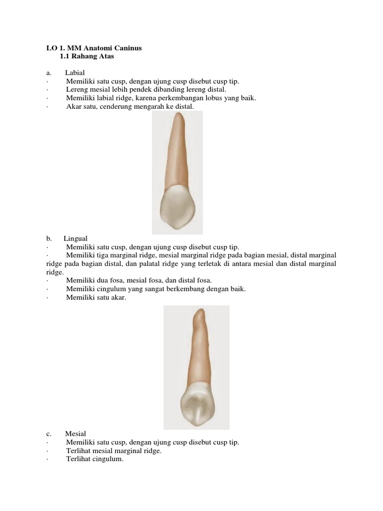 LO 11 Gigi Caninus | PDF