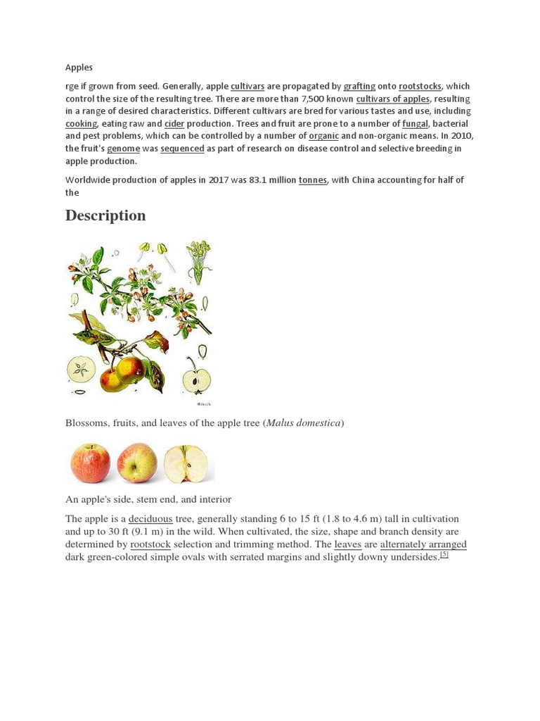 Apple Tree | PDF | Apple | Trees