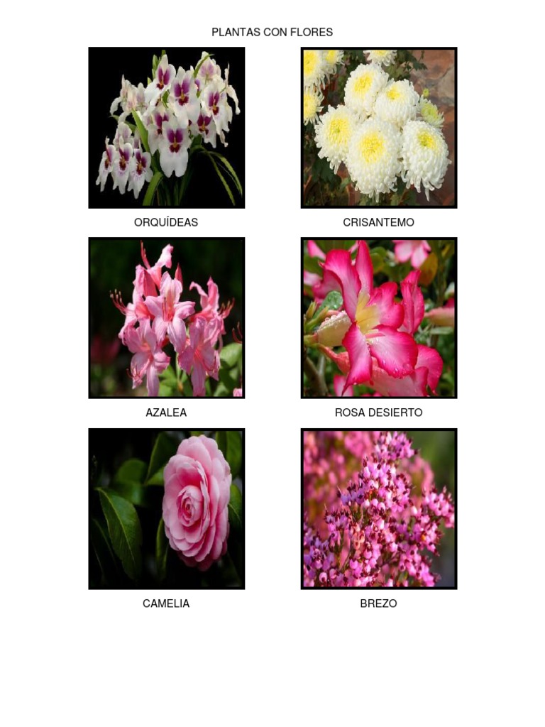 10 Plantas Con Flores y 10 Plantas Sin Flores | PDF