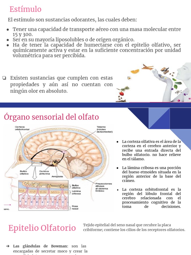 OLFATO.pdf | Olfato | Anatomía humana
