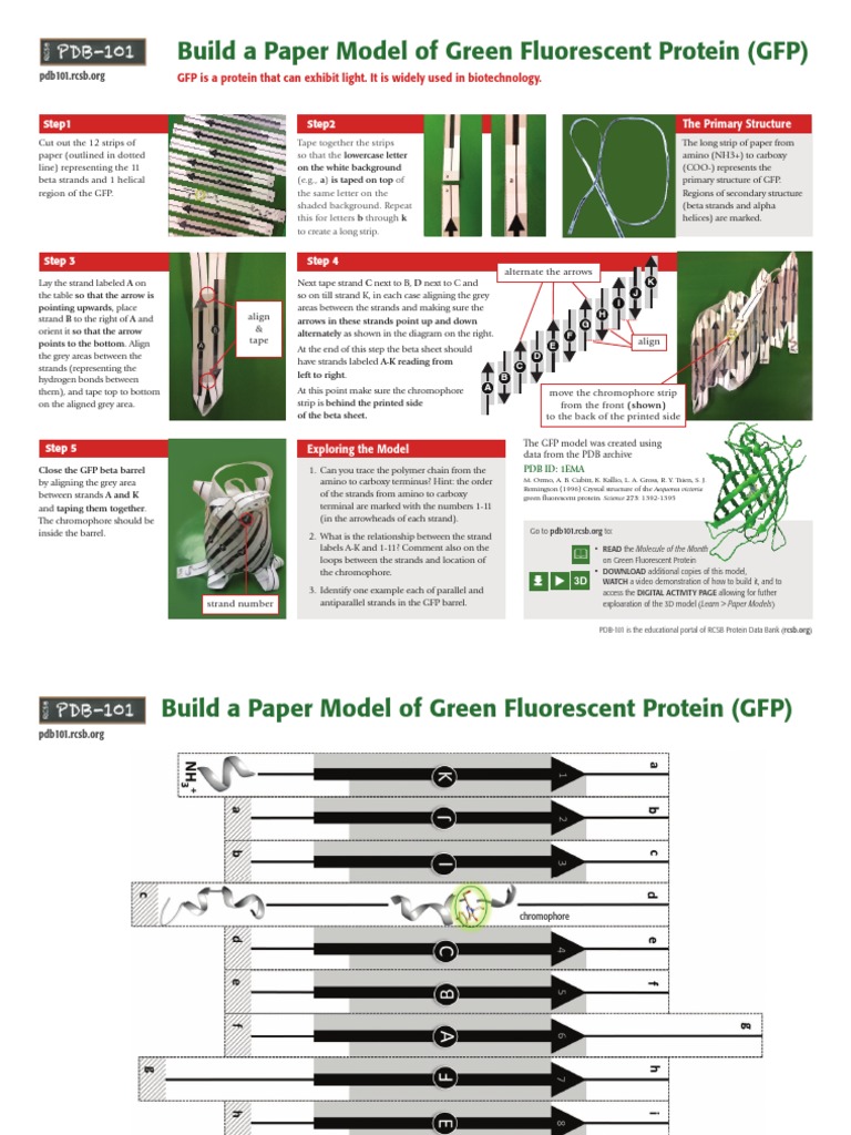 GFP Model | Download Free PDF | Green Fluorescent Protein | Beta Sheet