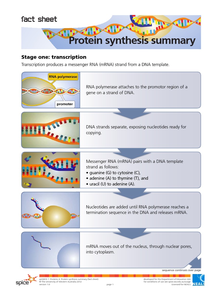 Protein Synthesis Summary | PDF | Rna | Messenger Rna