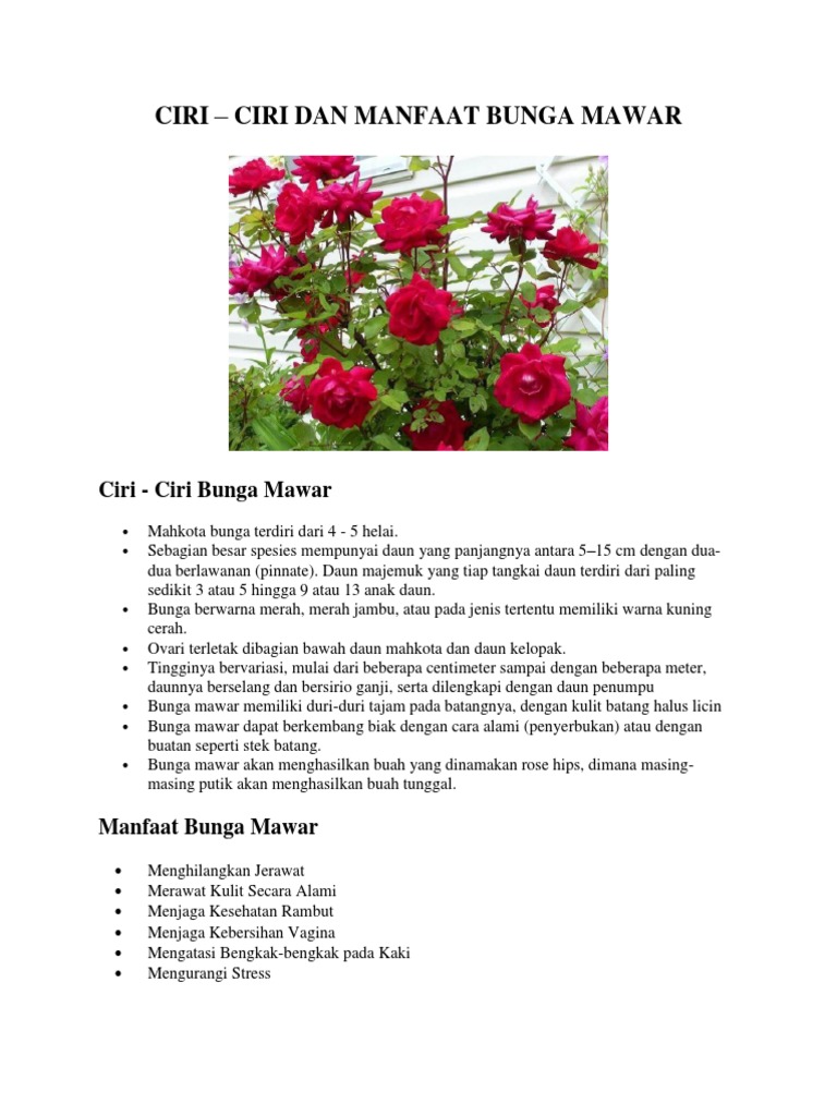 Ciri - Ciri Dan Manfaat Bunga Mawar | PDF | Griya & Taman ...