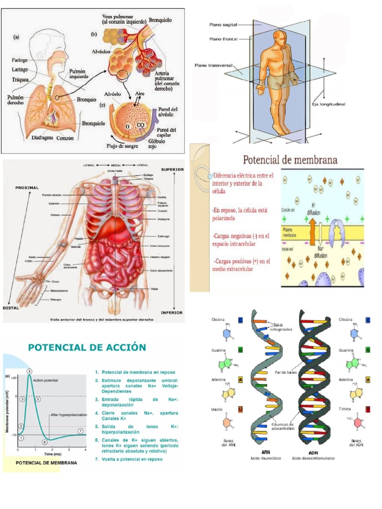 Anatomia Descriptiva 2 | PDF