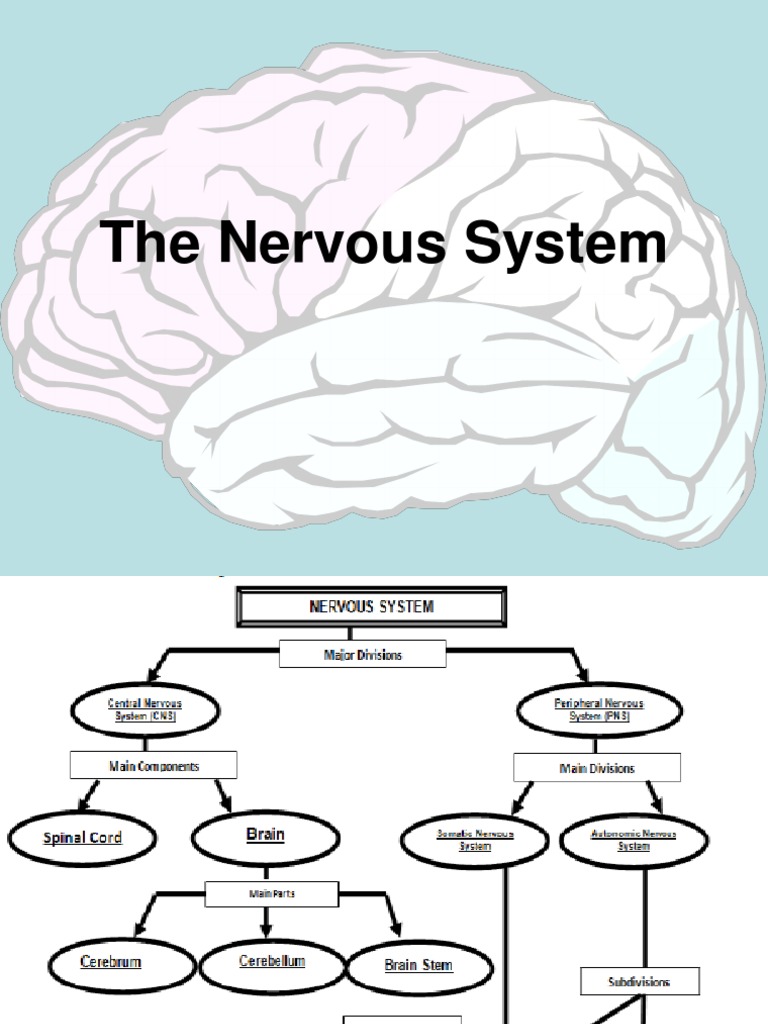 Nervous System Notes | PDF | Neuron | Central Nervous System