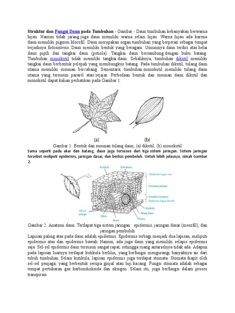 Struktur Dan Fungsi Daun Pada Tumbuhan | PDF