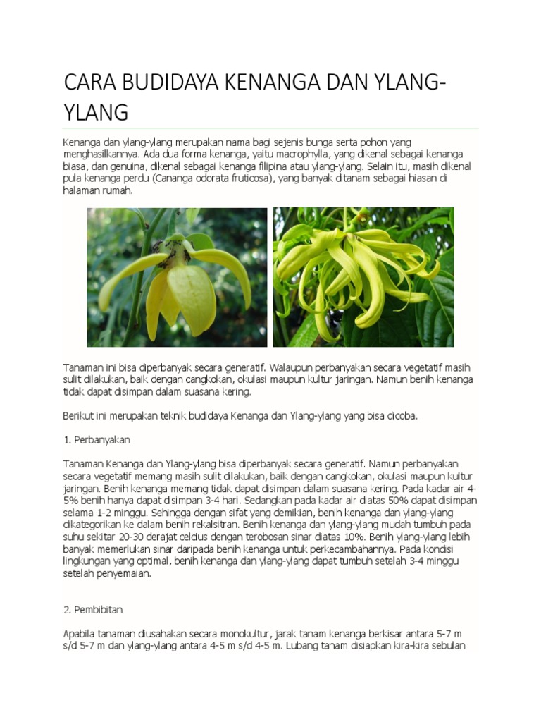 Cara Budidaya Kenanga | PDF