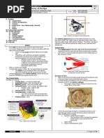 Cow Eye Dissection Lab Report | PDF | Eye | Human Eye