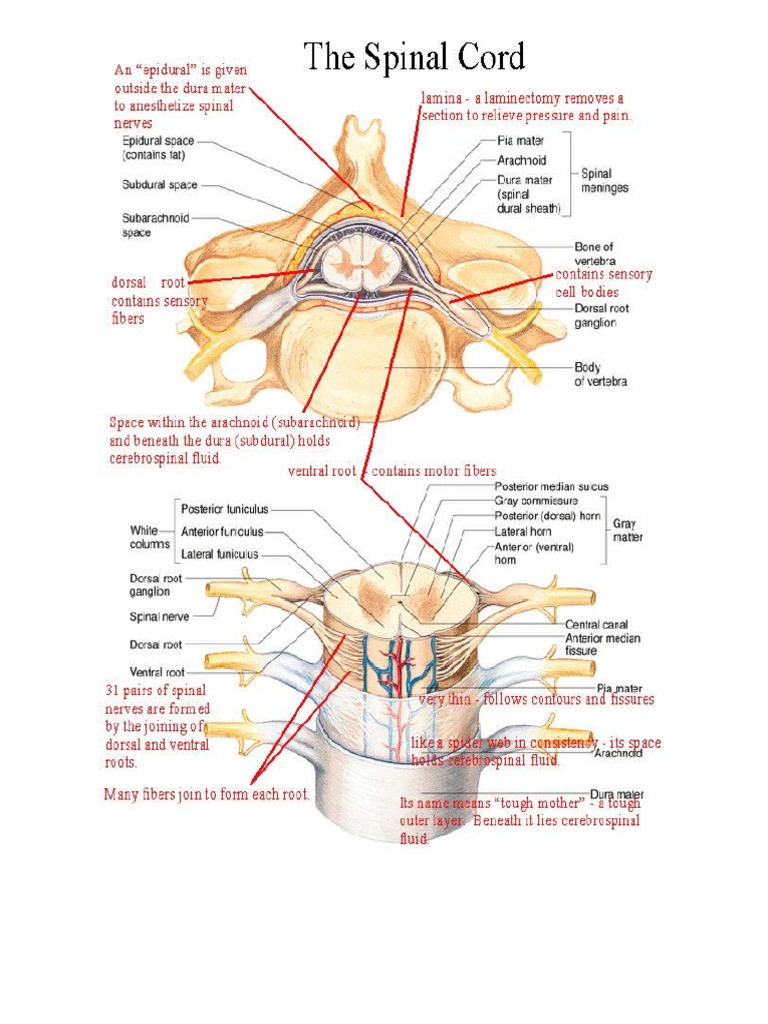 1 - Spinal Cord Notes | Neuroanatomy | Nervous System