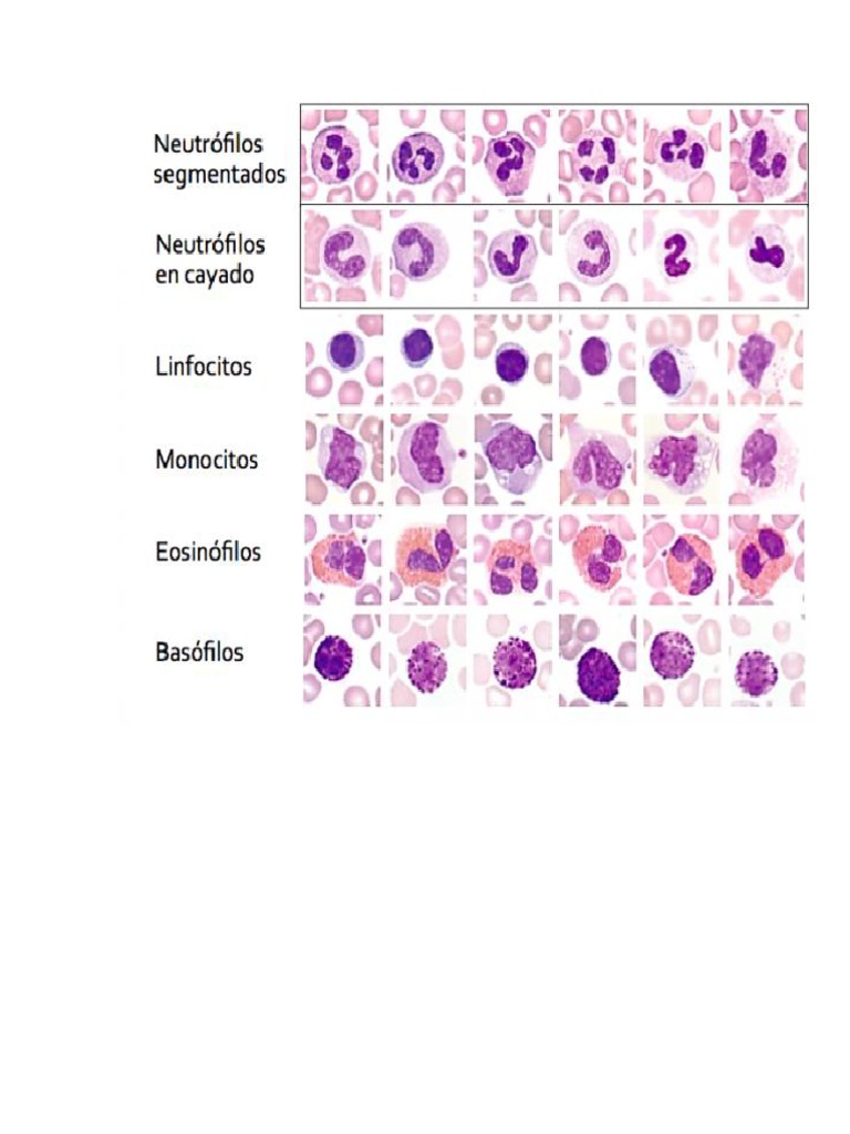 Guia de Celulas Sanguineas | PDF