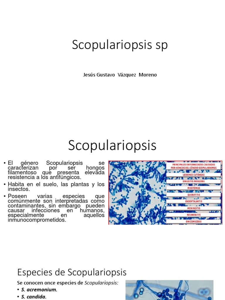 Características del género Scopulariopsis | PDF | Hongo | Organismos