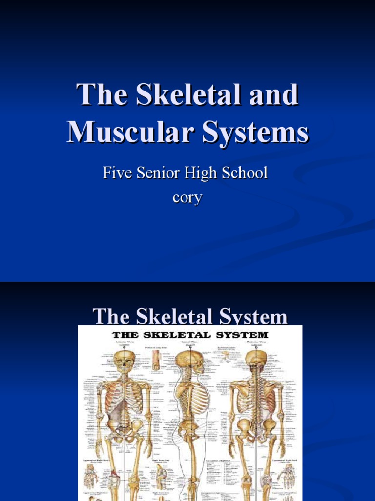 The Skeletal and Muscular Systems | PDF | Skeleton | Bone
