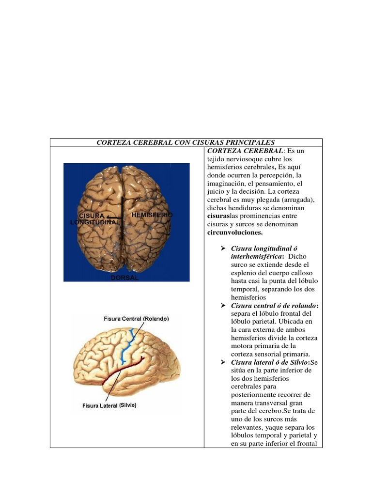Estructuras Encefálicas | Cerebro | Sistema límbico