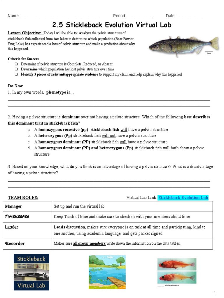 Stickleback Evolution Virtual Lab | PDF | Allele | Genotype