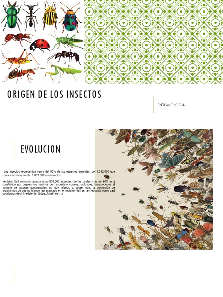 Origen de Los Insectos | PDF