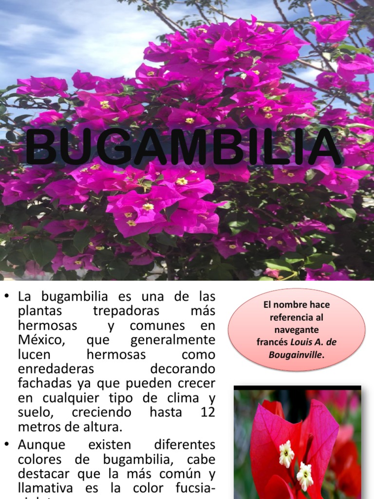 Propiedades y usos de la bugambilia | PDF | Plantas | Forma de vida vegetal