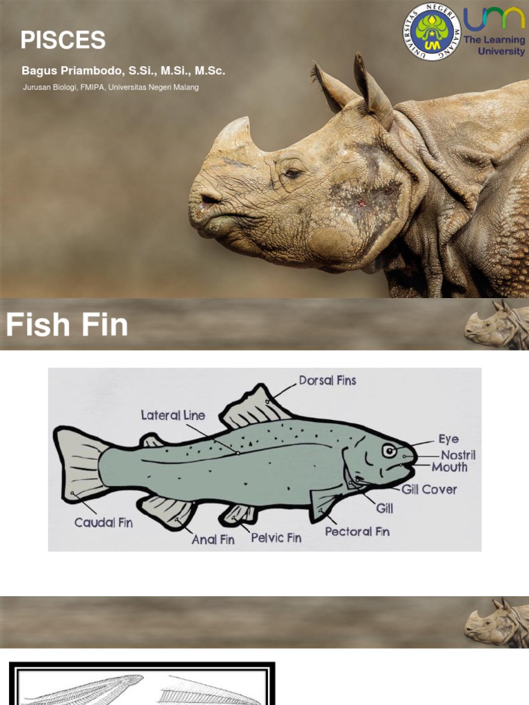 PISCES | PDF | Sharks | Fish