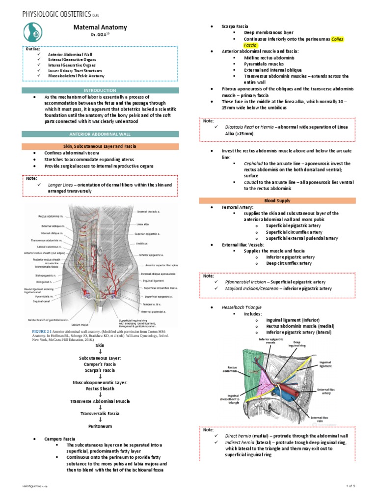 Maternal Anatomy | PDF | Labia | Abdomen