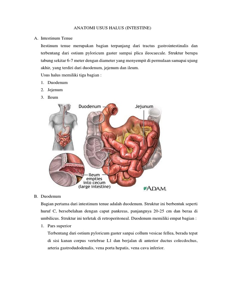Anatomi Usus Halus | PDF | Seni | Sains & Matematika