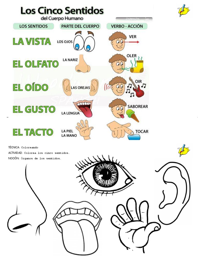 Página Para Colorear De Los 5 Sentidos Los 5 Sentidos 14 Imagenes