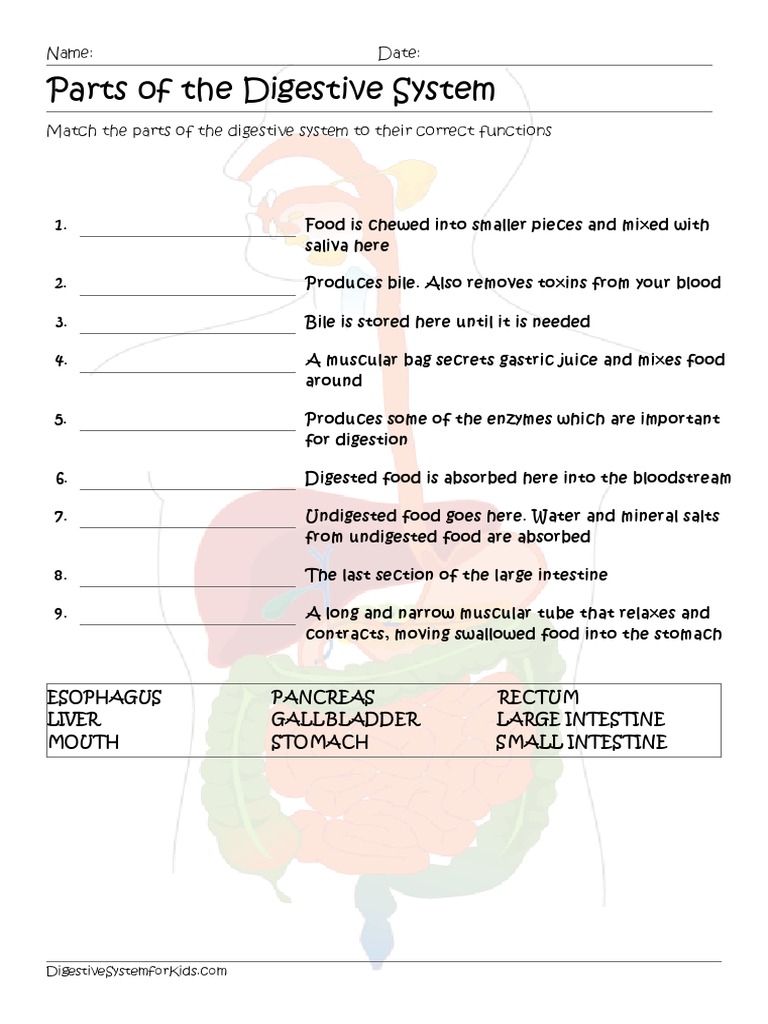 Parts of The Digestive System Matching Worksheet | PDF | Human ...
