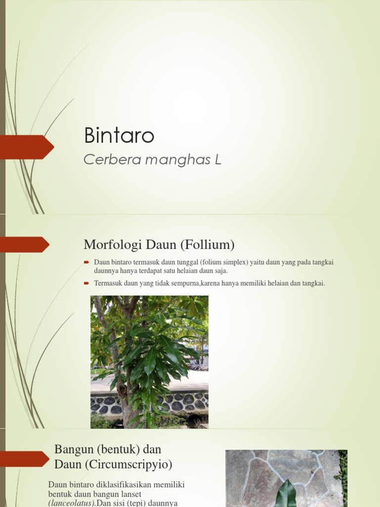 Bintaro PPT MorTum | PDF | Sains & Matematika