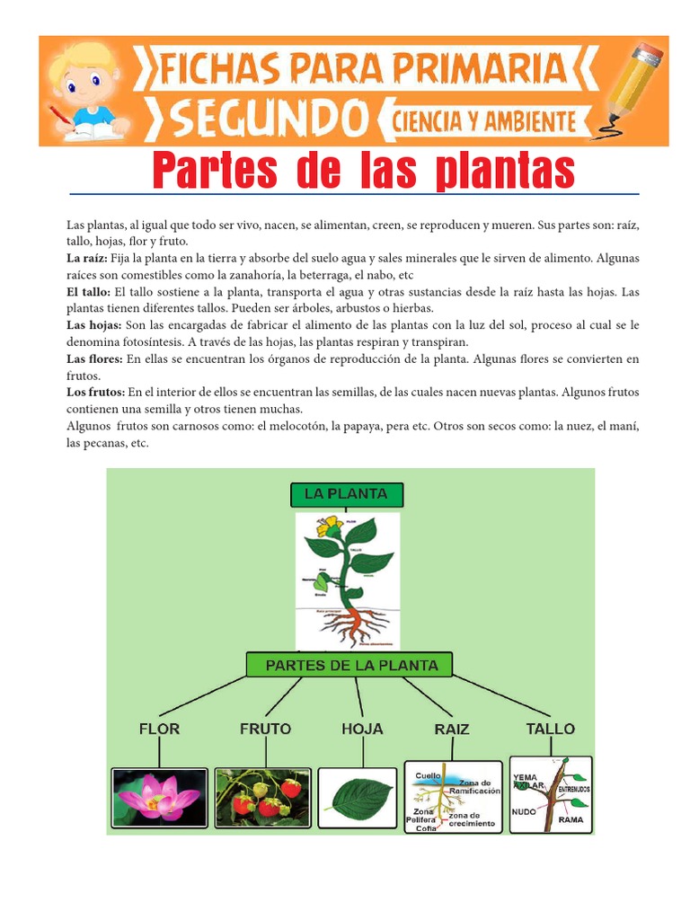 Hoja De Trabajo Sobre Las Partes De Una Planta, Segundo Grado