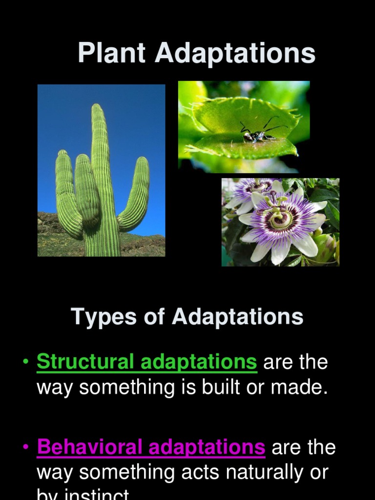 Adaptation Of Cactus