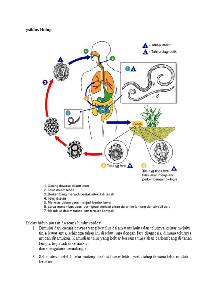 Siklus Hidup Cacing Perut | PDF