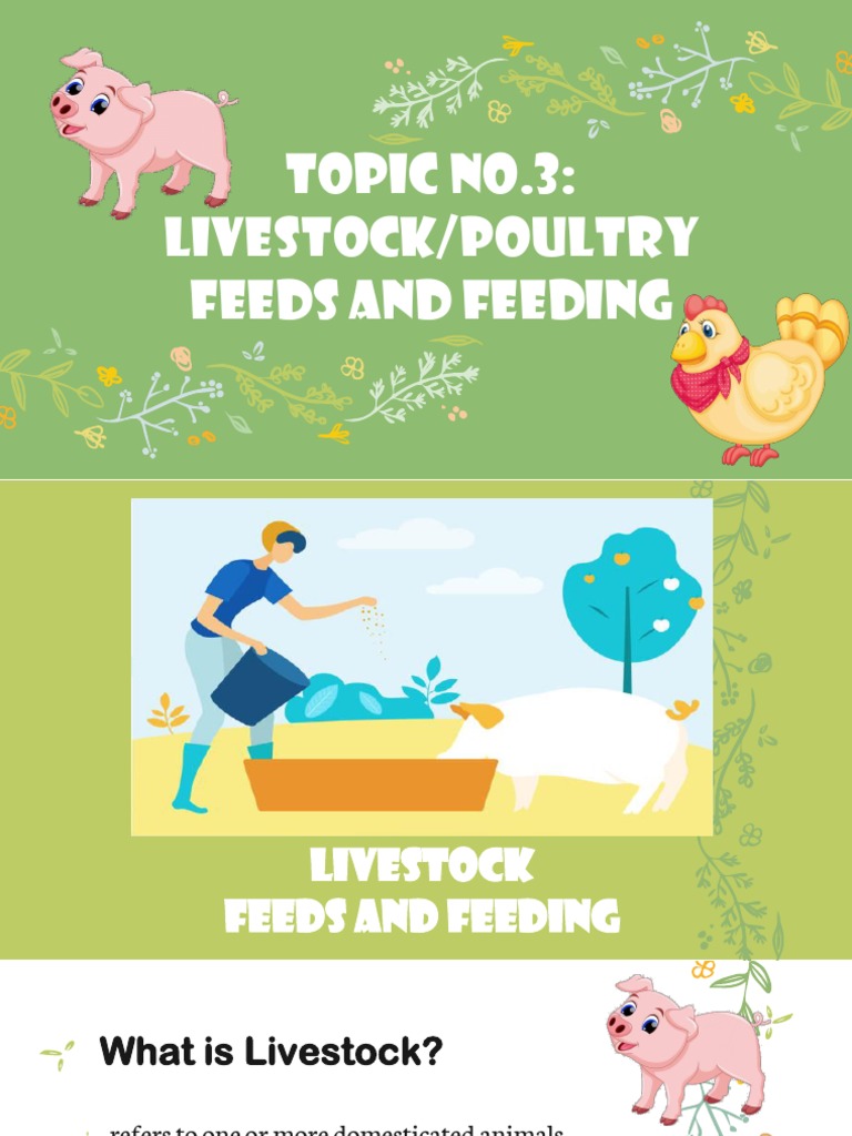 Livestock/poultry Feeds and Feeding | PDF | Animal Feed | Domestic Pig
