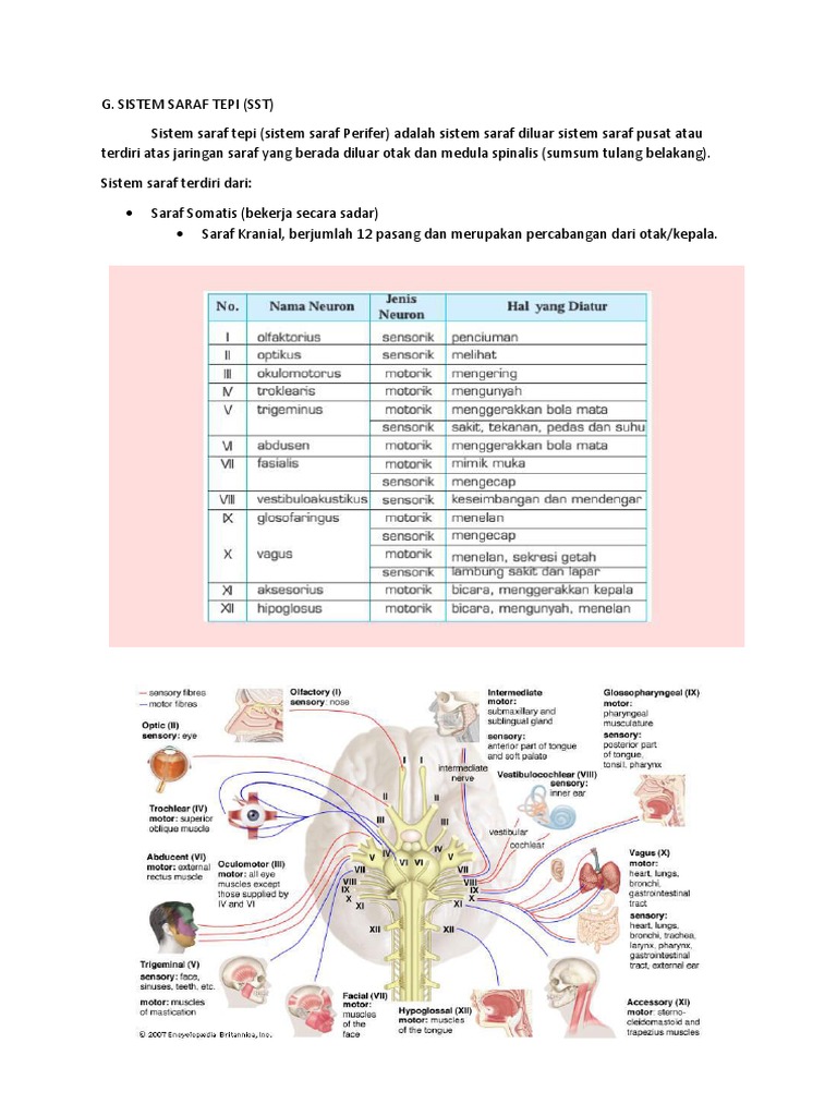 G.sistem Saraf Tepi | PDF