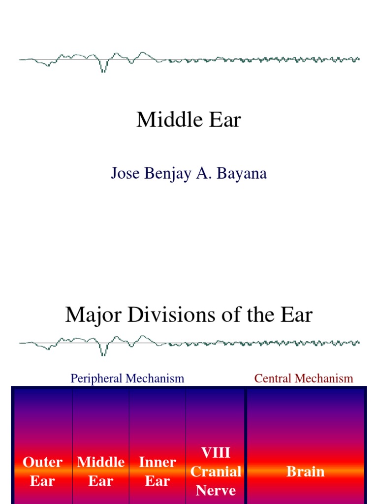 Middle Ear | PDF | Ear | Senses