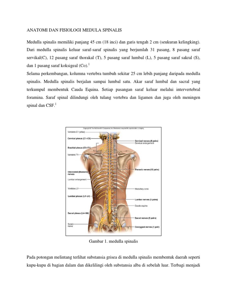 ANATOMI DAN FISIOLOGI MEDULA SPINALIS (Neuro) | PDF