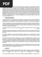 05 Tejidos Epiteliales III Especializaciones Del Dominio Basolateral ...