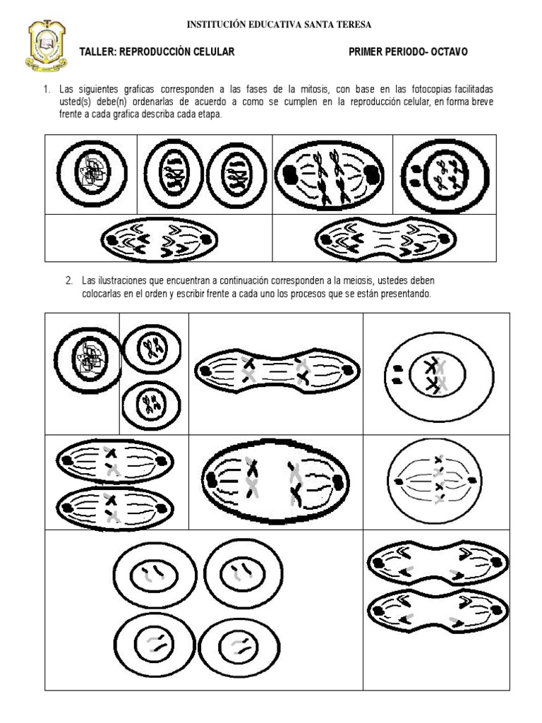 Taller Mitosis y Meiosis | PDF