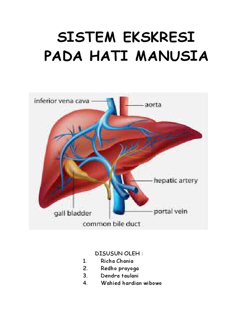 Ekskresi Pada Hati Manusia | PDF