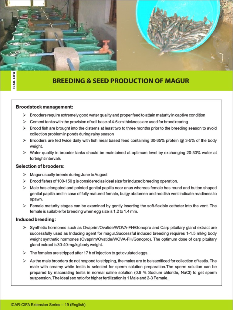 Breeding and Seed Production of Magur | PDF | Egg | Testicle