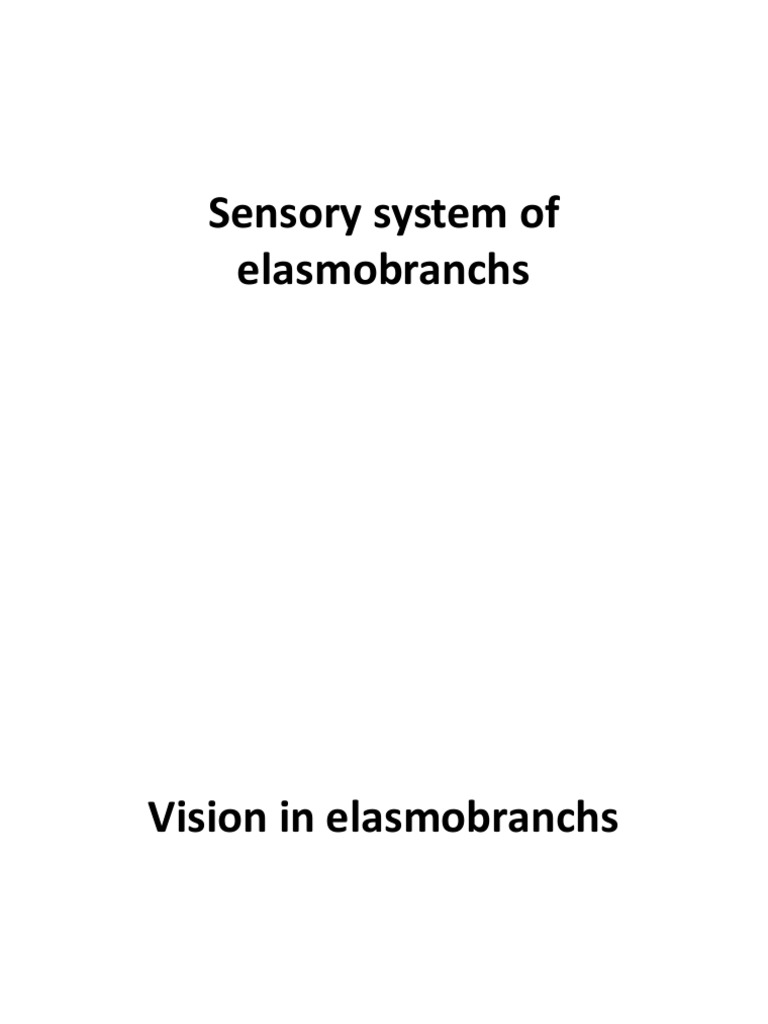 Shark Sensory Systems Overview | PDF | Retina | Olfaction