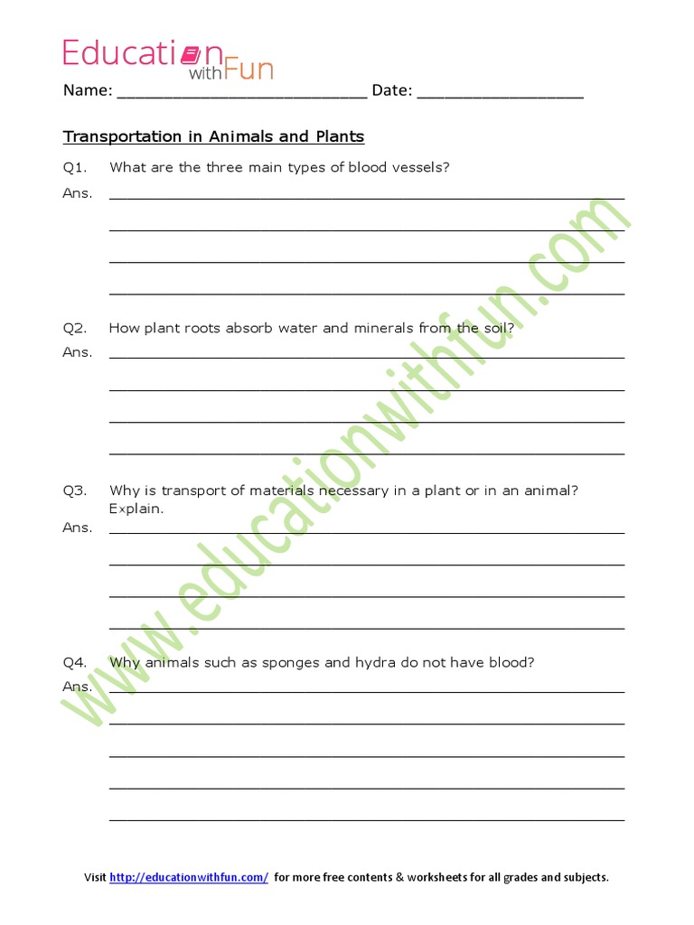 Transportation in Animals and Plants Worksheet 8 | PDF | Blood Vessel ...