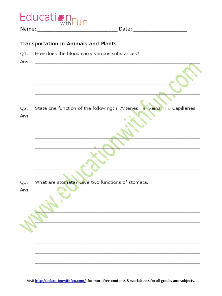 Transportation in Animals and Plants Worksheet 10 PDF | PDF | Human ...