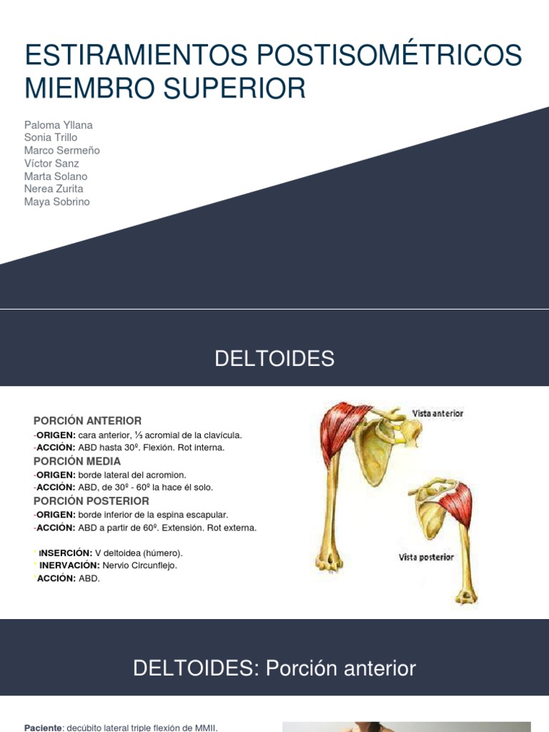 Trabajo Estiramientos MMSS | PDF | Codo | Mano