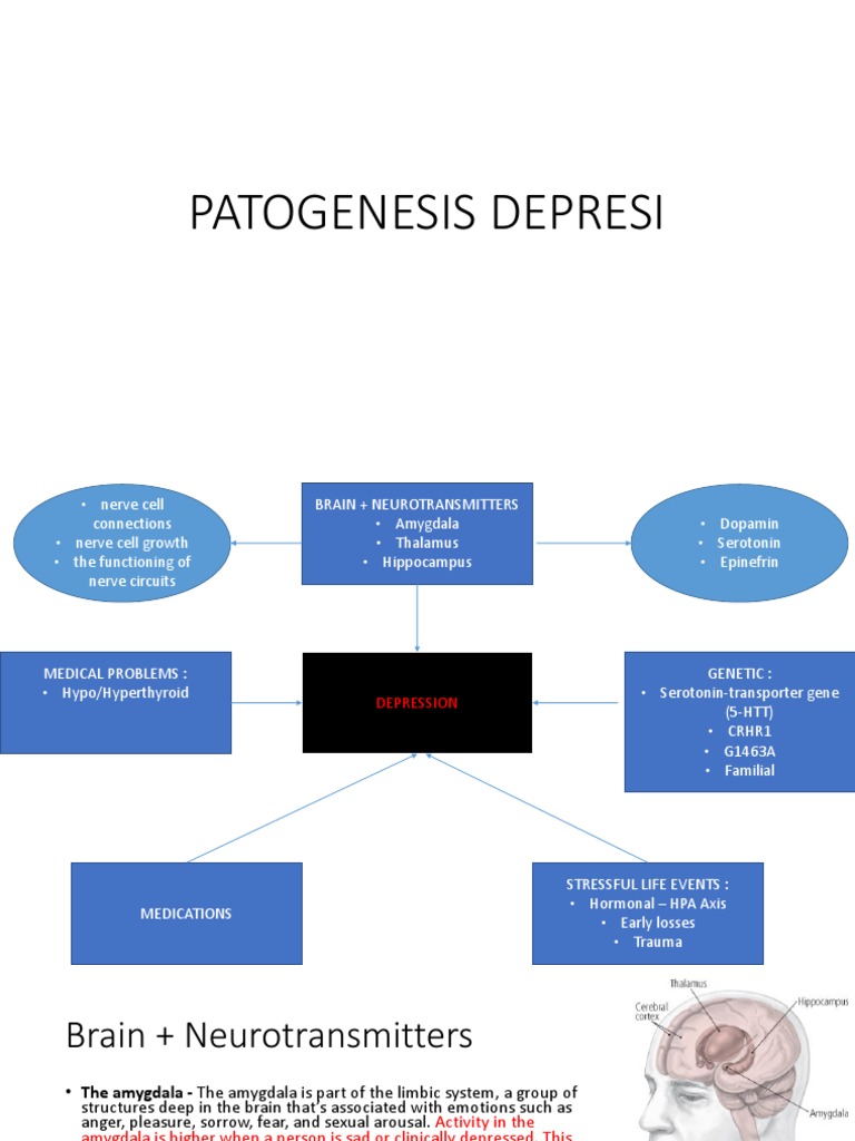 Patogenesis Depresi | PDF | Stress (Biology) | Amygdala