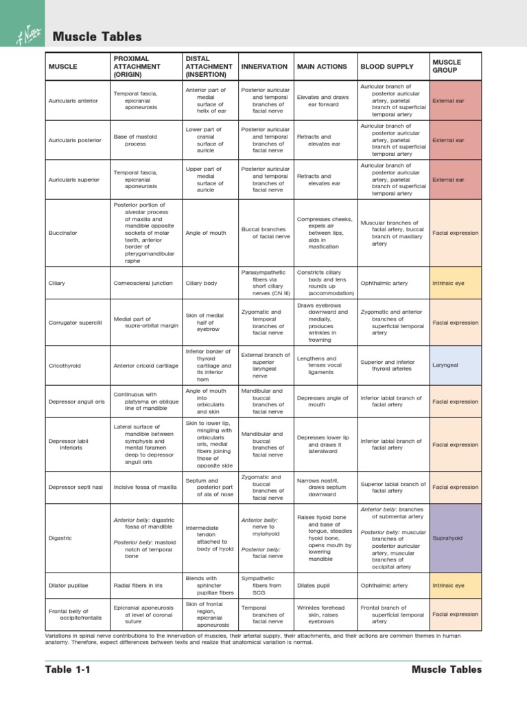 Netter's Atlas OINA Table | PDF | Tongue | Lip