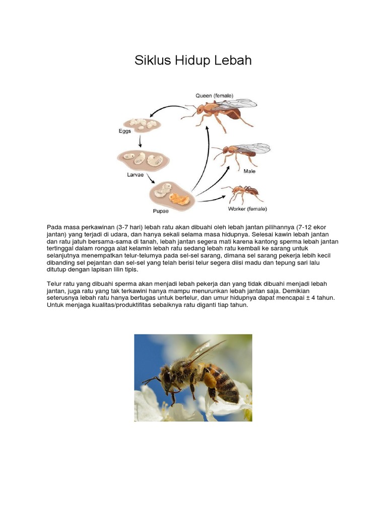 Siklus Hidup Lebah | PDF