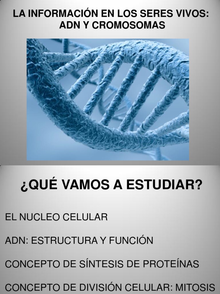 Nucle ADN | PDF | Adn | Nucleo celular