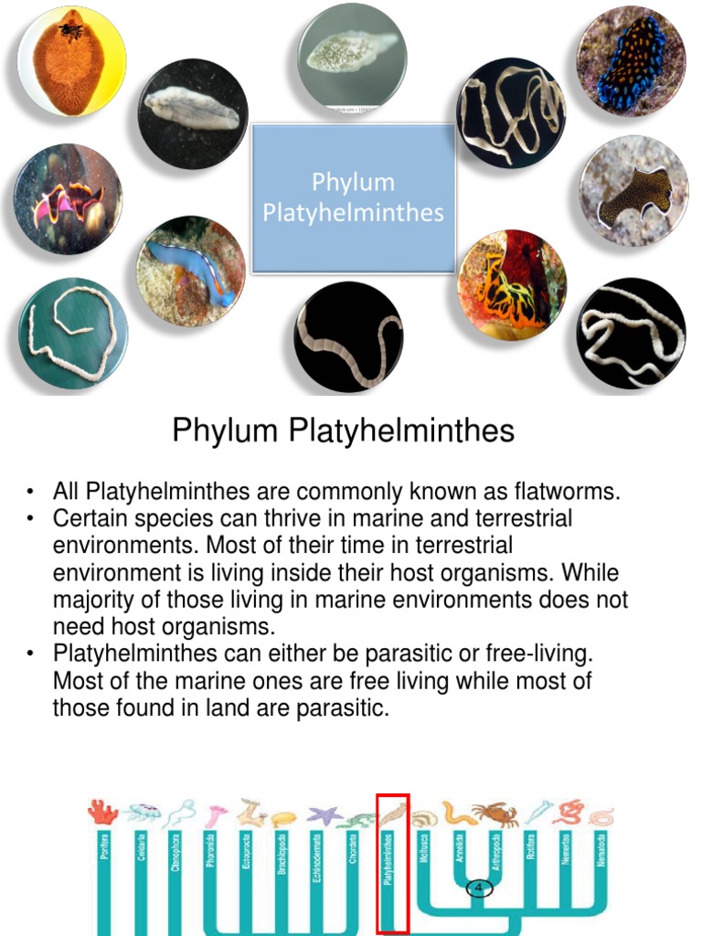 Phylum Platyhelminthes | PDF | Organisms | Anatomy
