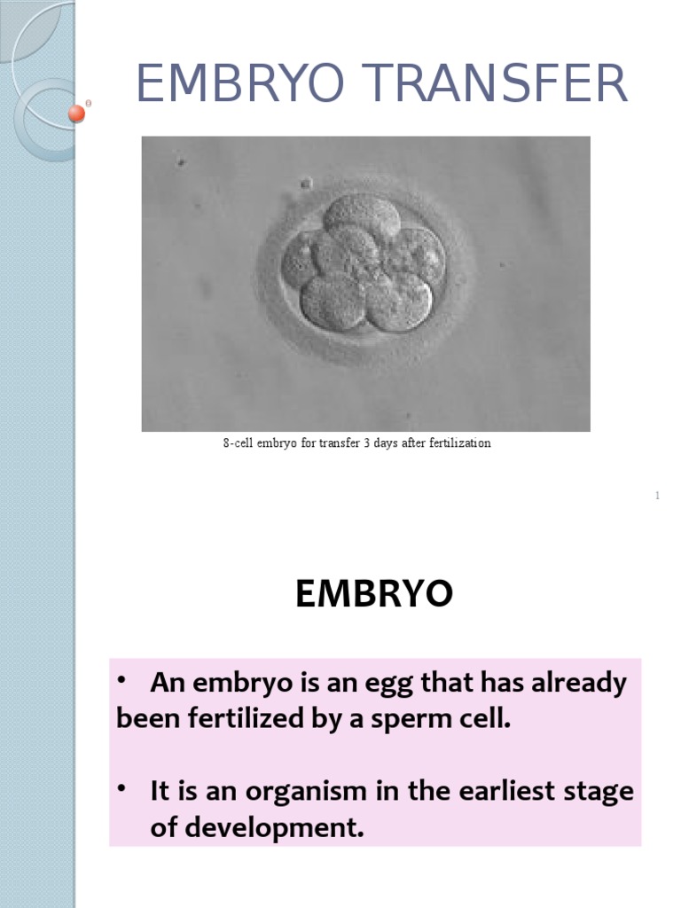 Embryo Transfer Process in Cattle | PDF | Dairy Cattle | Embryo
