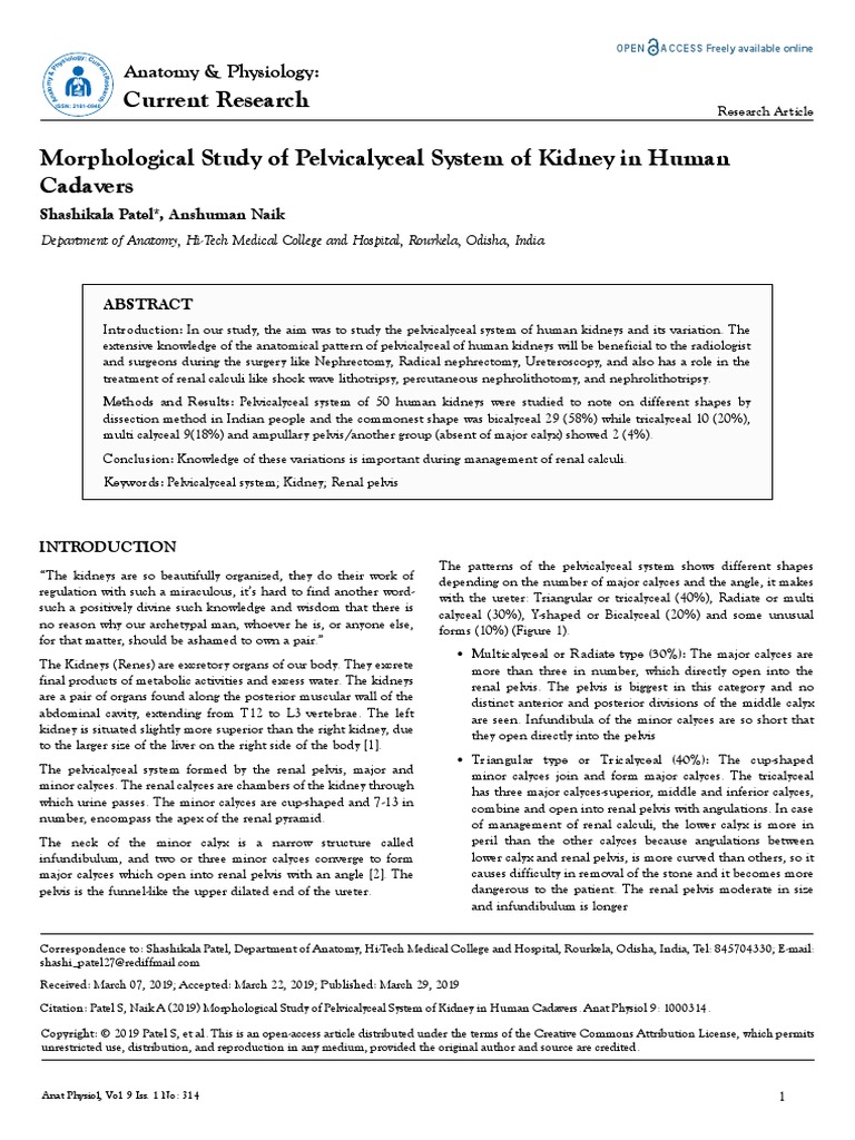 Morphological Study of Pelvicalyceal System of Kidney in Human Cadavers ...