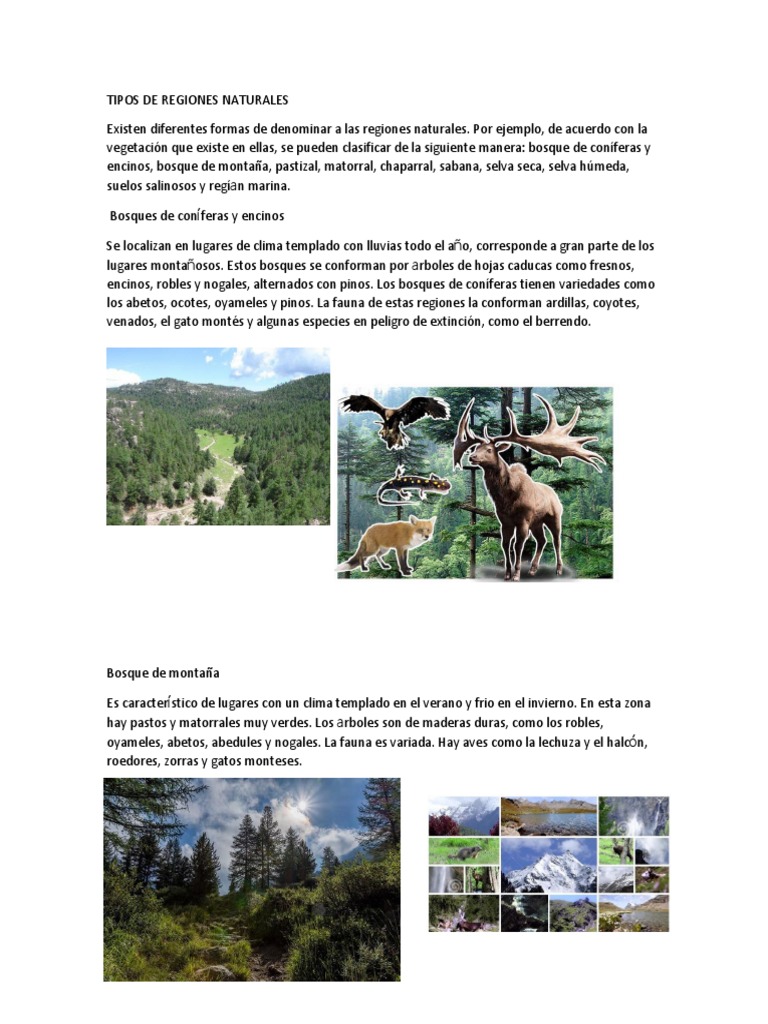 Tipos de Regiones Naturales | PDF | Selva | Los bosques