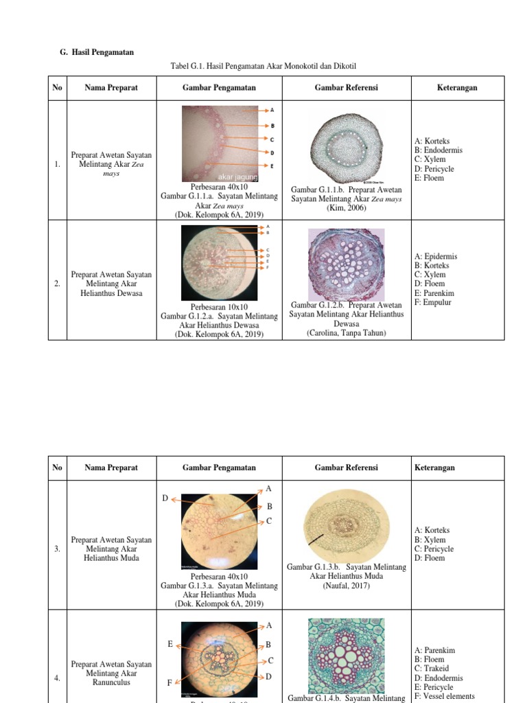 Hasil Pengamatan Akar | PDF